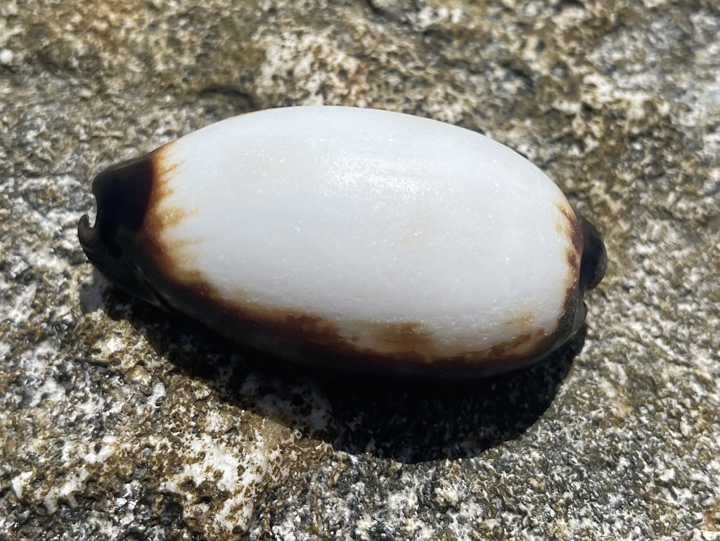 Mole Cowrie from Diego Garcia, IO on July 22, 2023 at 12:48 PM by ...