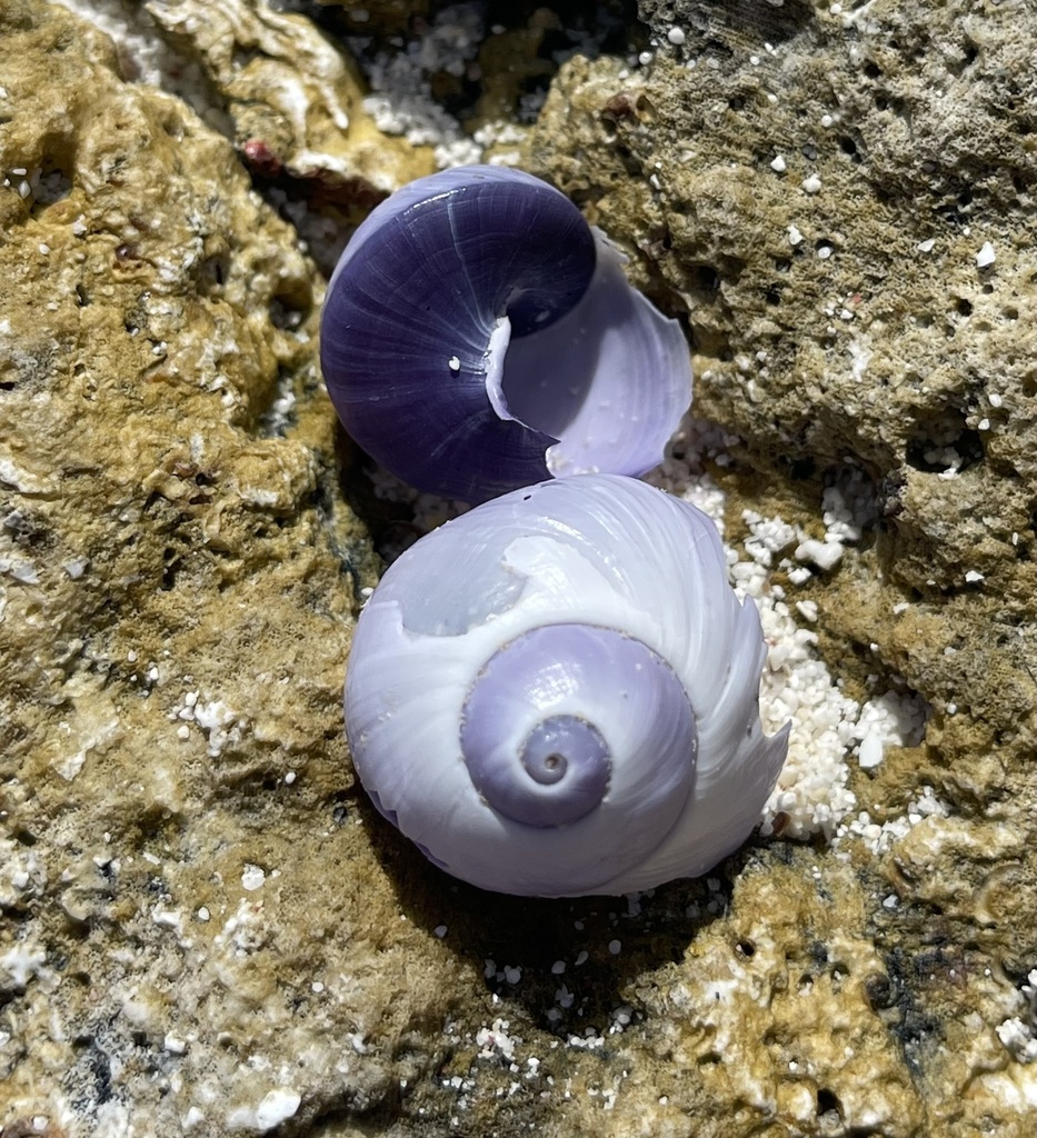 Violet Sea Snail from Diego Garcia, IO on July 22, 2023 at 11:44 AM by ...