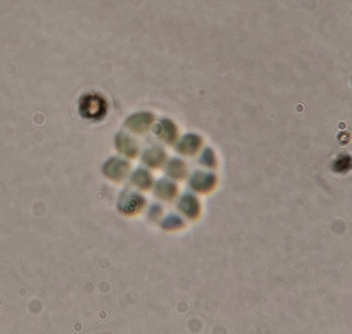 Tetrastrum glabrum · iNaturalist