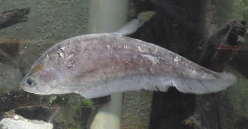 Notopterus Notopterus