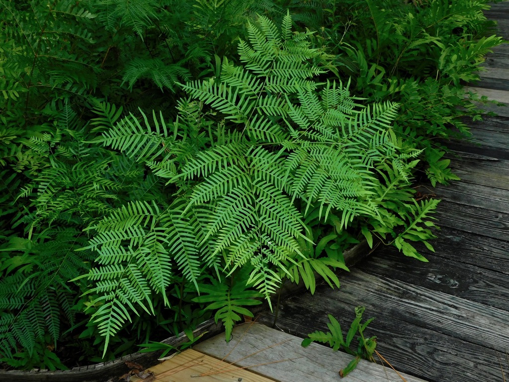 Tailed Bracken Fern from 100 Old Mason Farm Rd, Chapel Hill, NC 27517 ...
