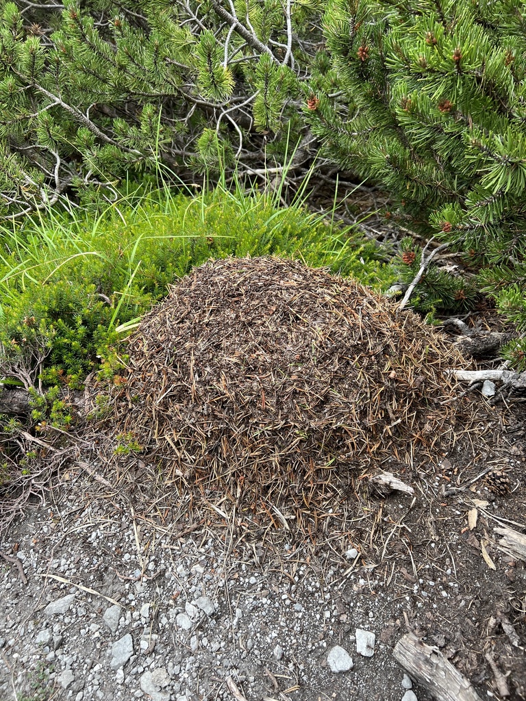 Wood, Mound, and Field Ants from Mürzer Oberland Nature Park, Neuberg ...