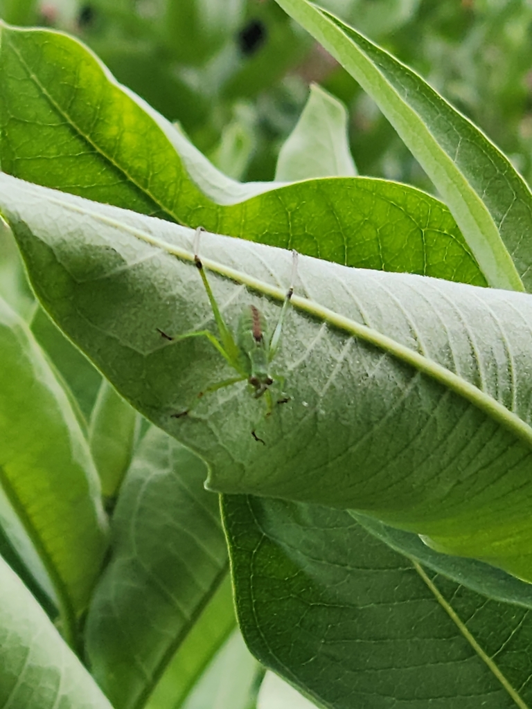 Modest Katydid from Mt Pleasant, MI 48858, USA on July 21, 2023 at 03: ...