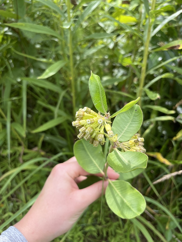 green comet milkweed from Awsley Ln, The Plains, VA, US on July 22 ...