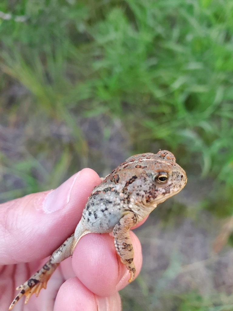 Woodhouse's Toad from 210615 NE-71, Gering, NE 69341, USA on July 21 ...