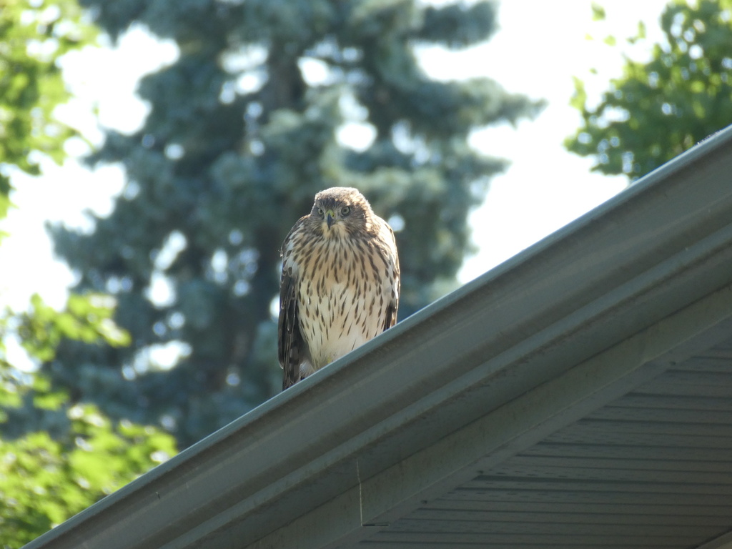Cooper's Hawk from Inverness Ave, Ottawa, ON, CA on July 22, 2023 at 09 ...