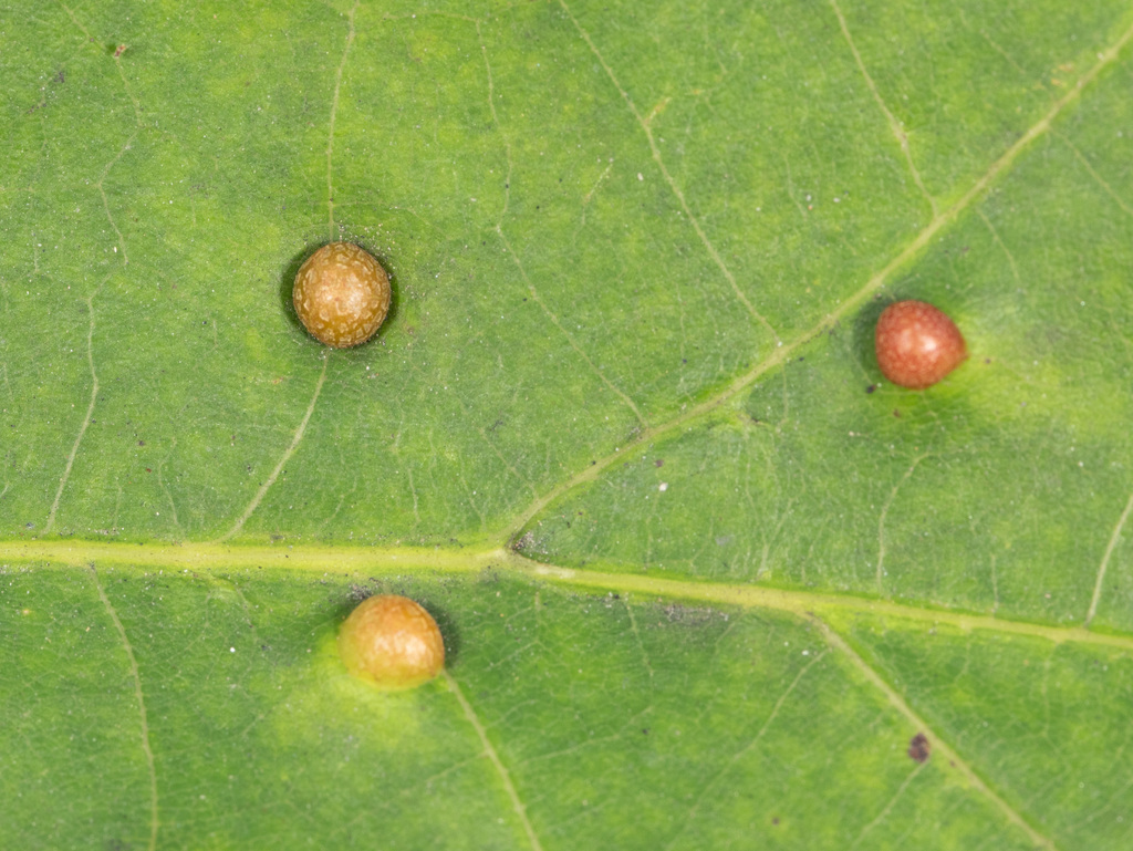 Oak Leaf Gall Midge from Garrett County, MD, USA on July 13, 2023 at 02 ...