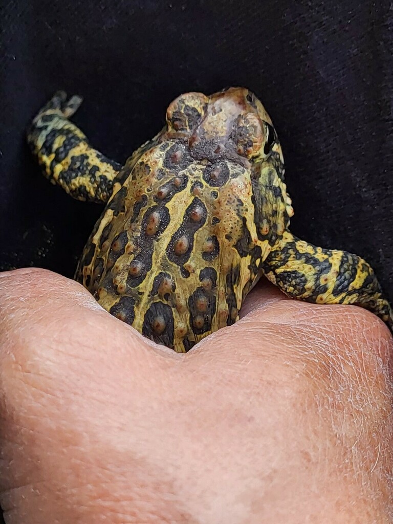 Canadian Toad from Chippewa County, MN, USA on July 22, 2023 at 10:15 ...