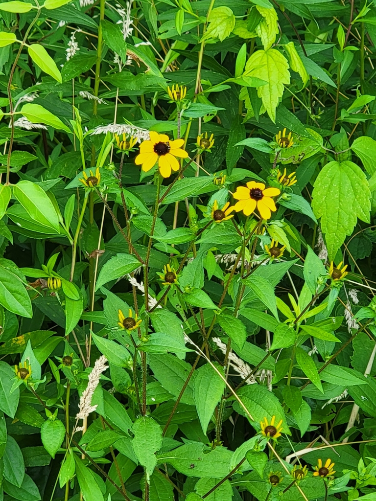brown-eyed Susan from Friendship, MD 20758, USA on July 22, 2023 at 10: ...