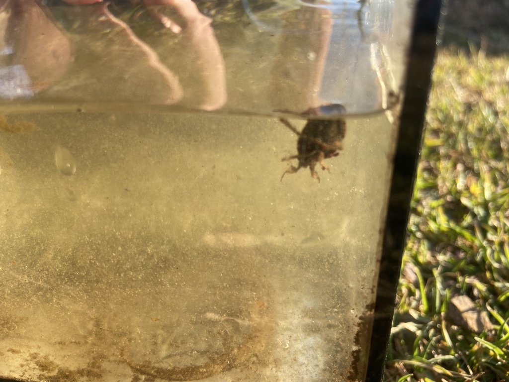 Elliptical Waterbugs in July 2023 by SpeckledFishEgg · iNaturalist