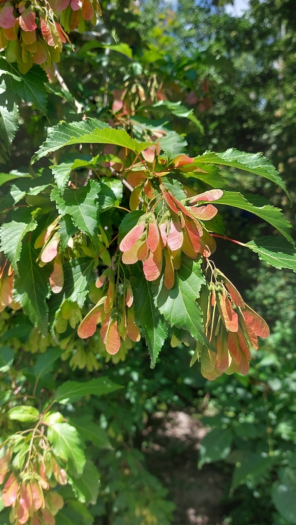Tatarian Maple from Terra Cotta, ON L7C 1N7, Canada on July 19, 2023 at ...