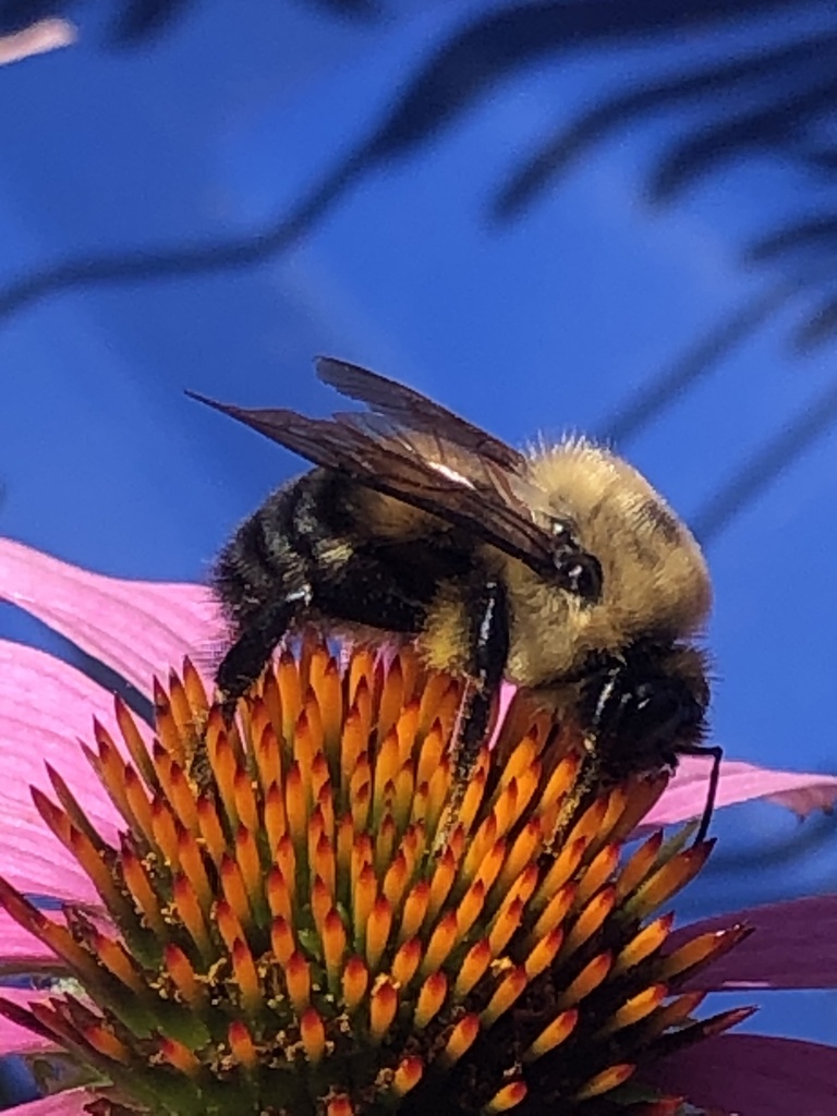Brown-belted Bumble Bee from Birchview Dr, Florissant, MO, US on July ...
