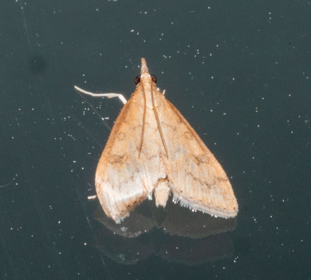 Celery Leaftier Moth from Boulder County, CO, USA on July 21, 2023 at ...