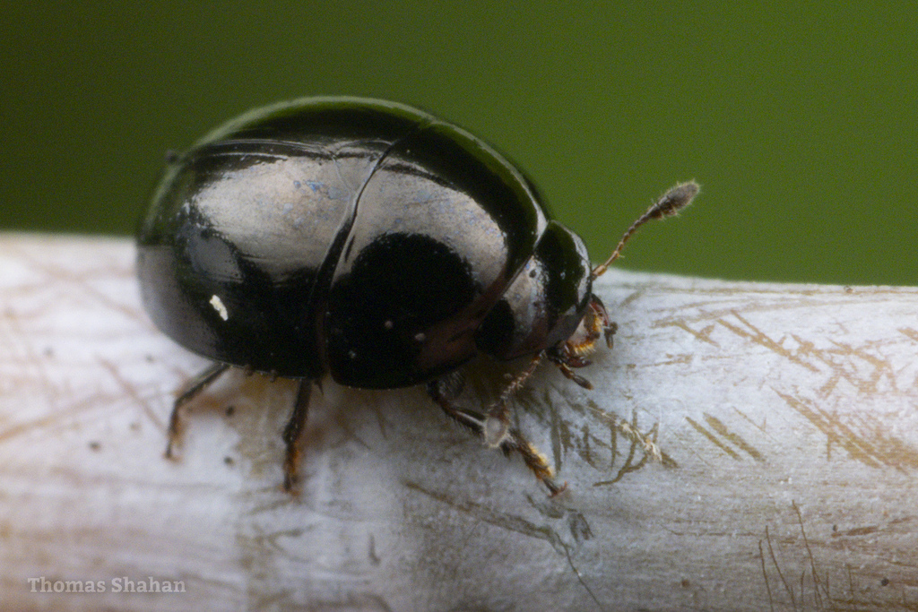 Shining Flower Beetles in July 2023 by Thomas Shahan · iNaturalist