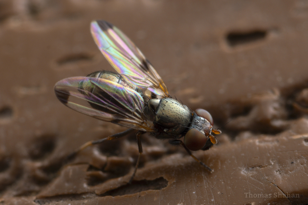 Banded-wing Flies in July 2023 by Thomas Shahan · iNaturalist