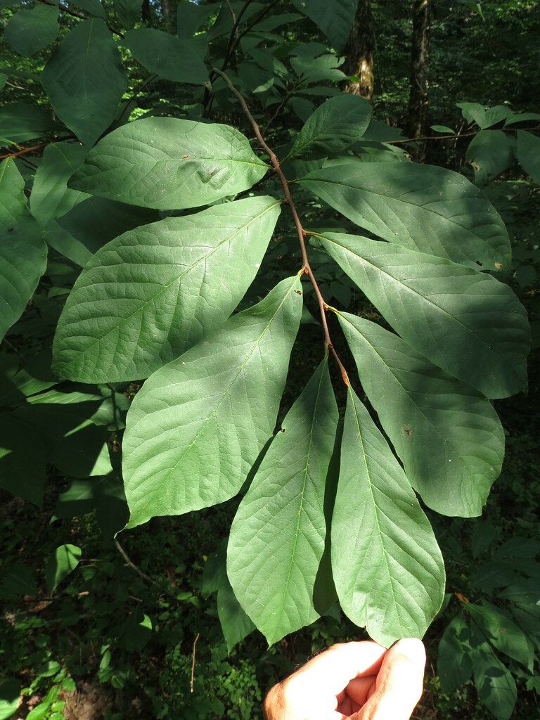 common pawpaw from Rockdale County, GA, USA on July 5, 2012 at 05:10 PM ...