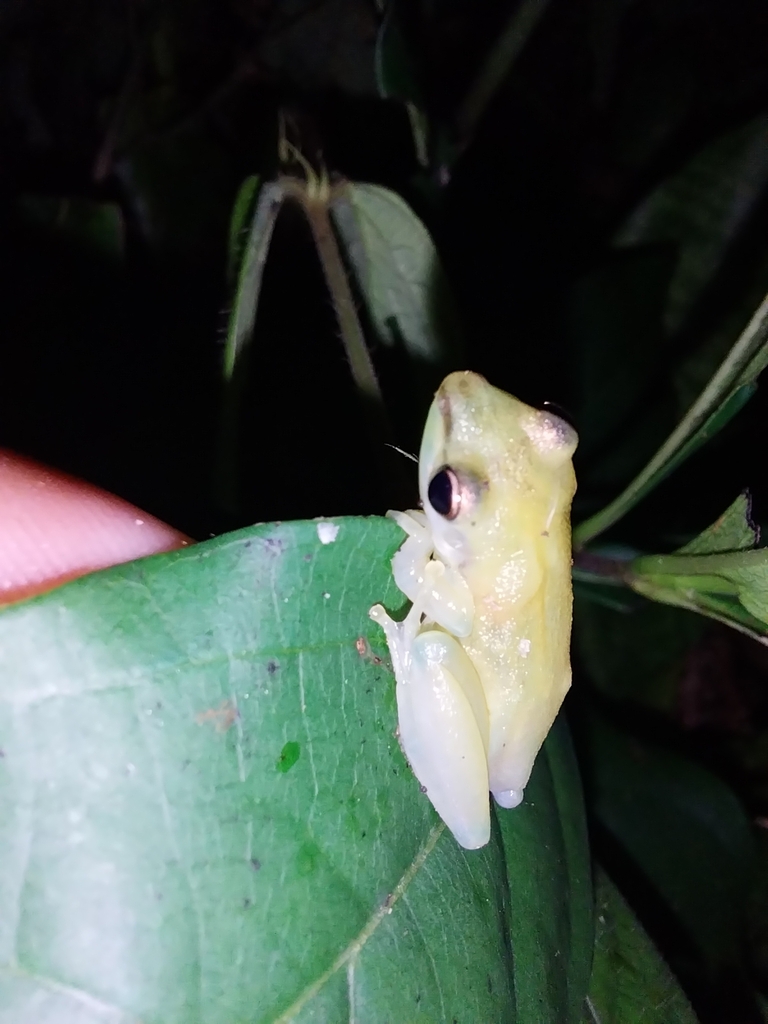 Maracaibo Basin Tree Frog from Cedros, Trinidad and Tobago on July 21 ...