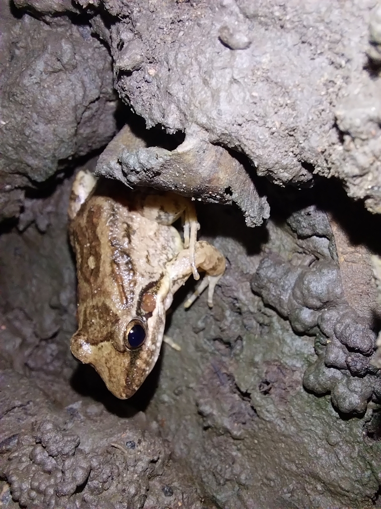 Trinidad Ditch Frog from Cedros, Trinidad and Tobago on July 21, 2023 ...