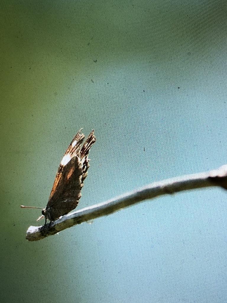 Red Admiral from Debbie Dr, Saint Peters, MO, US on July 22, 2023 at 11 ...
