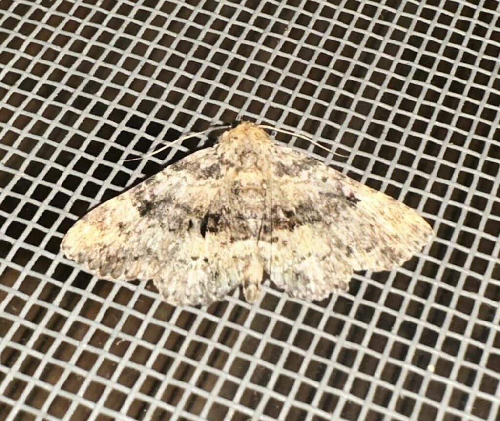Common Fungus Moth from Goose Shoals, Lauderdale County, AL, USA on ...