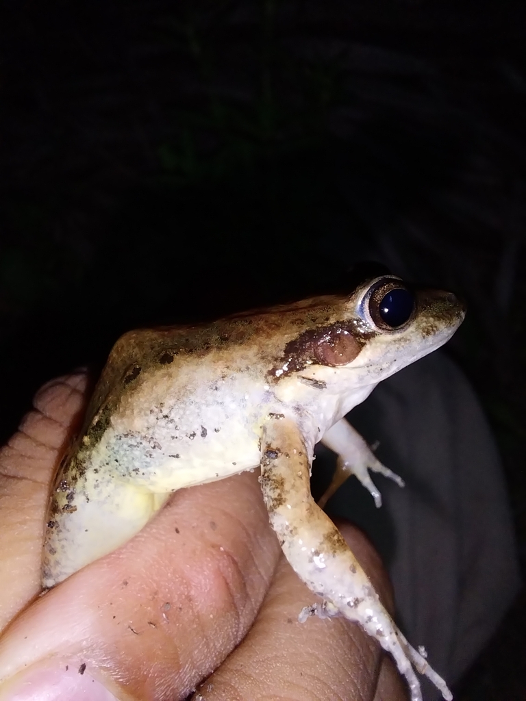 Trinidad Ditch Frog from Icacos, Trinidad and Tobago on July 21, 2023 ...