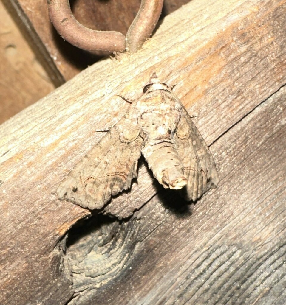 Large Paectes Moth from Goose Shoals, Lauderdale County, AL, USA on ...