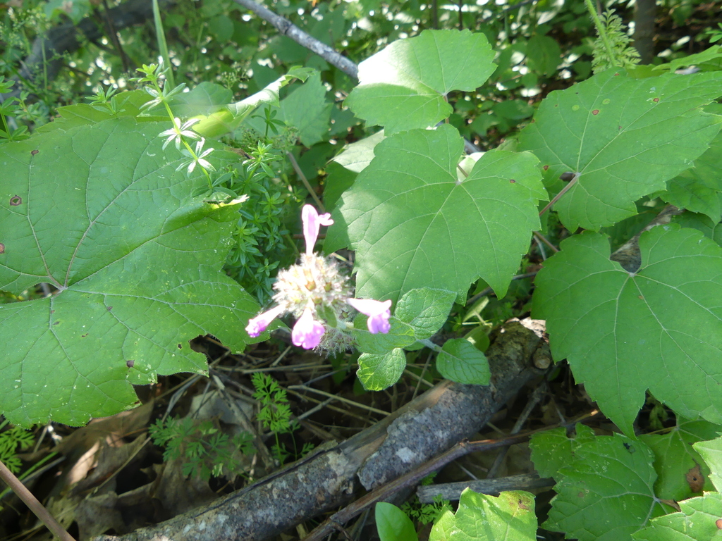 Wild Basil from Ottawa, ON, Canada on July 22, 2023 at 10:38 AM by ...