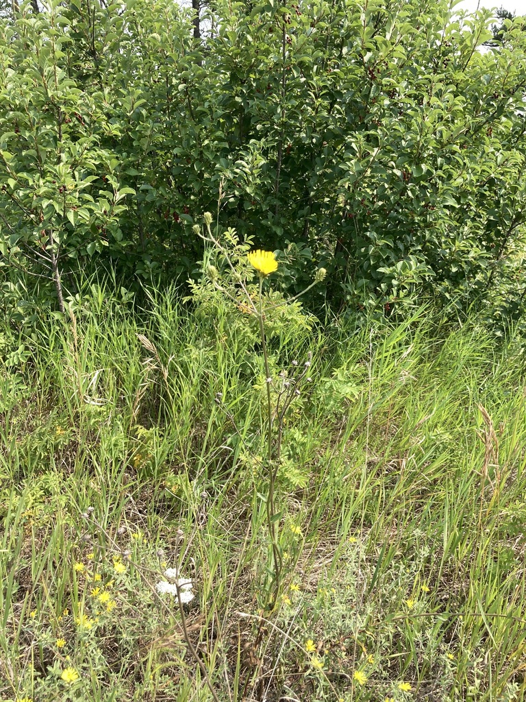 Canada hawkweed from Strathcona County, AB, Canada on July 20, 2023 at ...