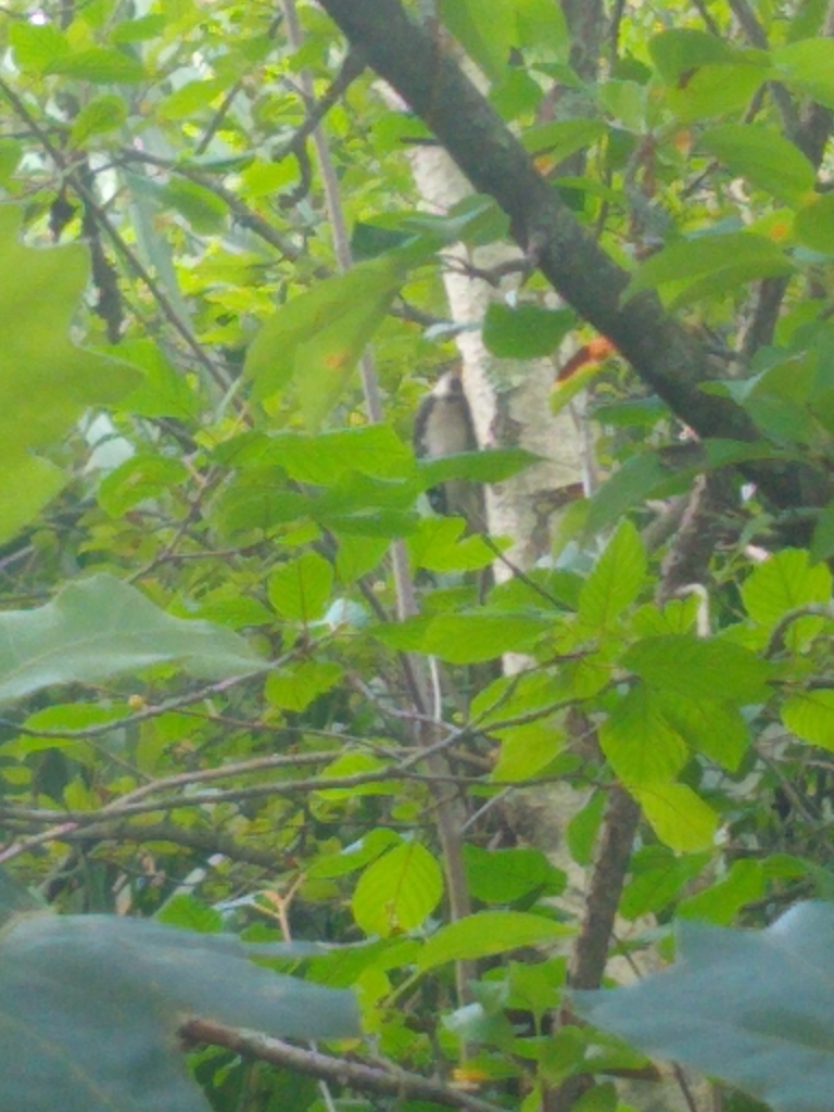 Dryobates Woodpeckers from Brook Farm, Boston, MA, USA on July 22, 2023 ...