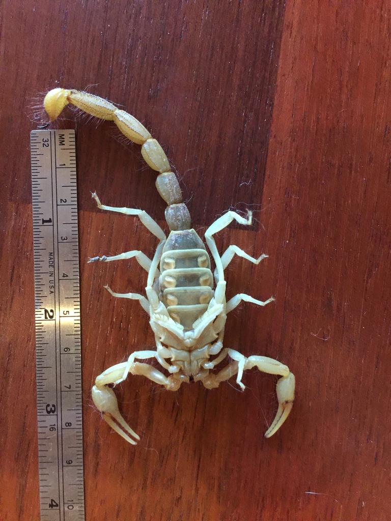 Hadrurus from E Greenway St, Mesa, AZ, US on September 10, 2017 at 07: ...