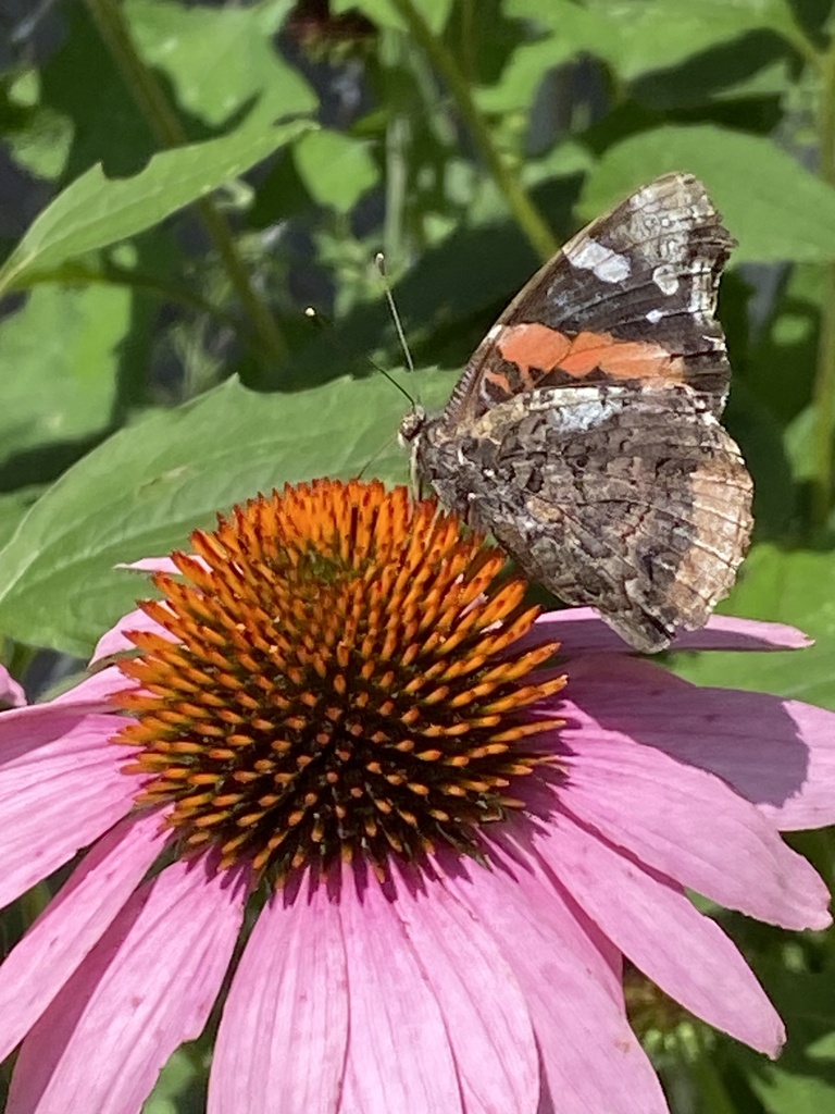 Red Admiral from Curtis St, Dearborn, MI, US on July 22, 2023 at 12:50 ...