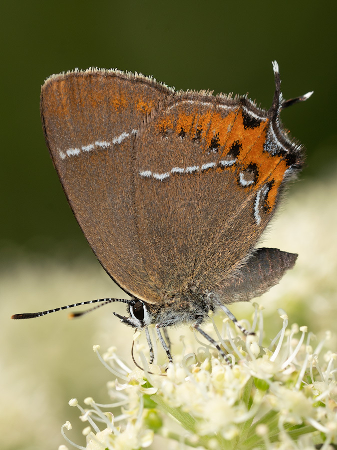 Satyrium prunoides from Берёзовский район, Красноярский край, Россия on ...