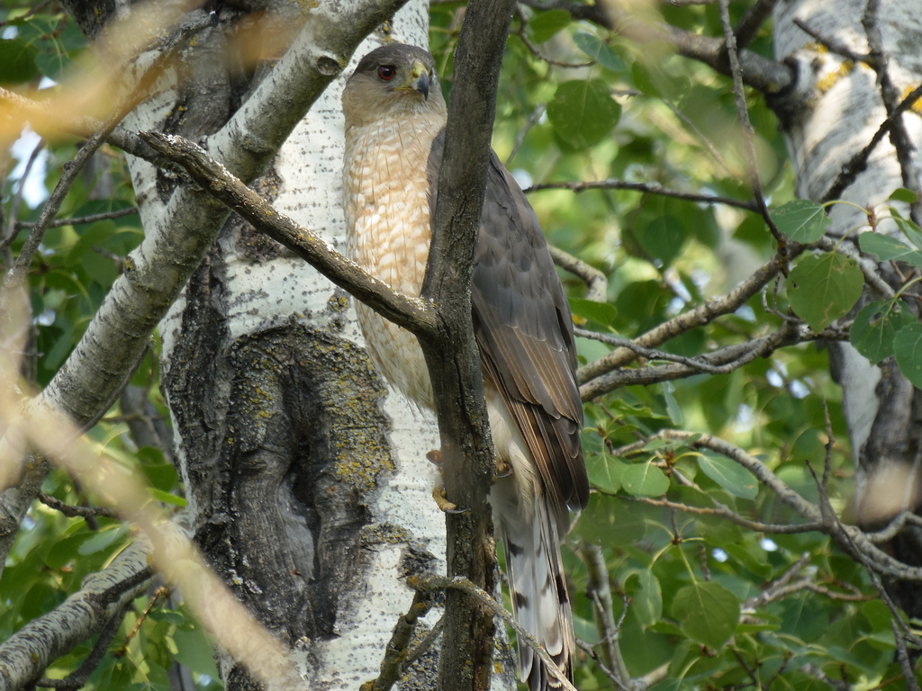 Cooper's Hawk from St. Albert, AB, Canada on July 22, 2023 at 08:53 AM ...