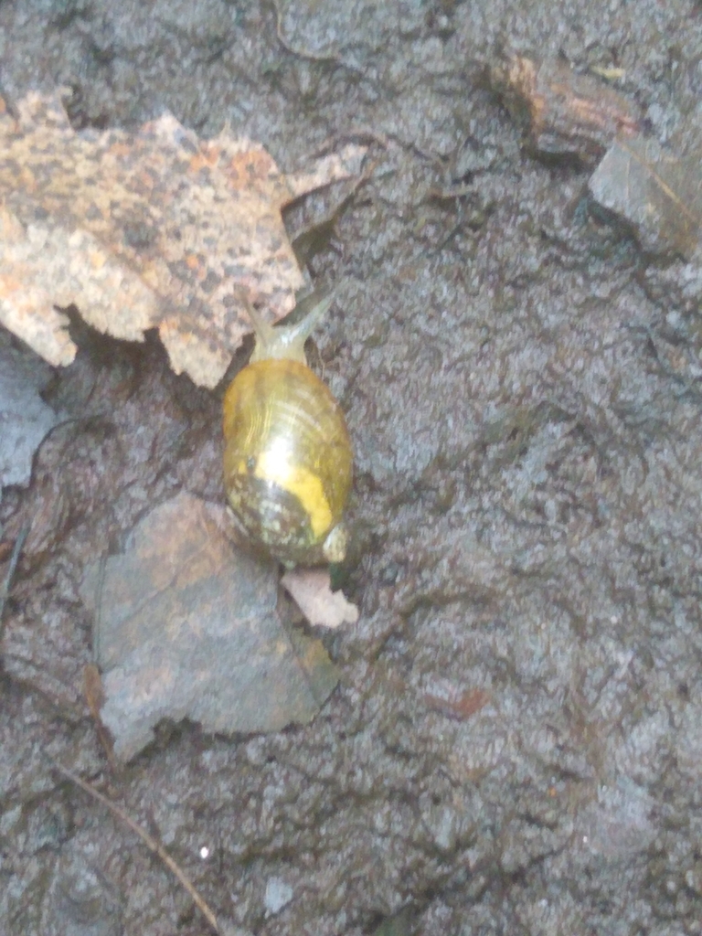 Novisuccinea from Sawmill Brook Pkwy @ Walsh Rd, Newton, MA 02459, USA ...