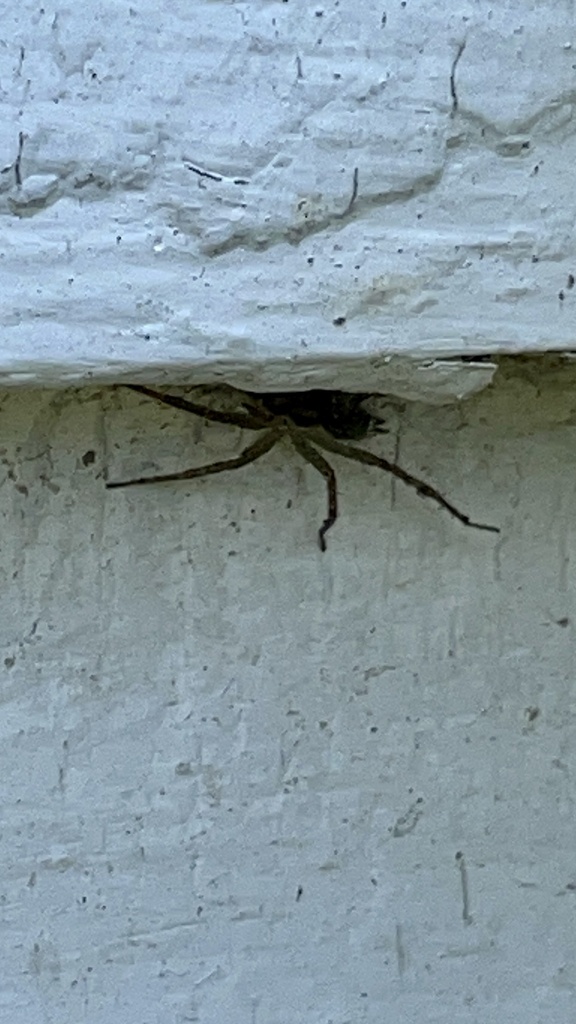 Grass Spiders from Wildwood Rd, Toledo, OH, US on July 22, 2023 at 12: ...