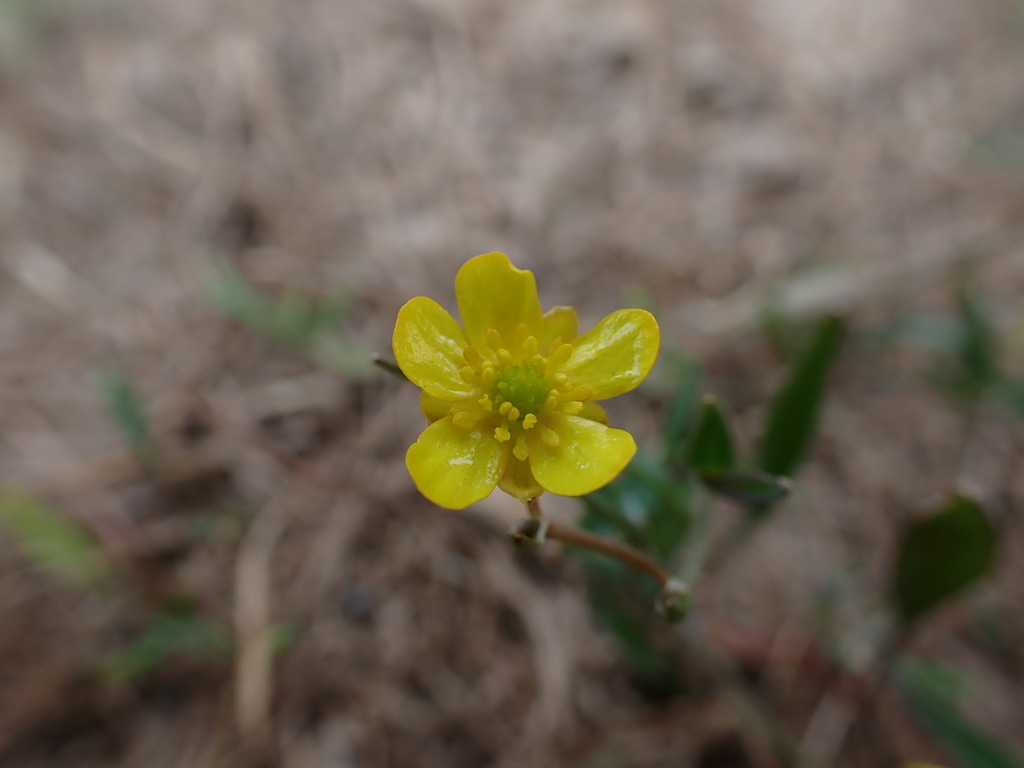 Lesser Spearwort from Washington County, OR, USA on September 18, 2022 ...