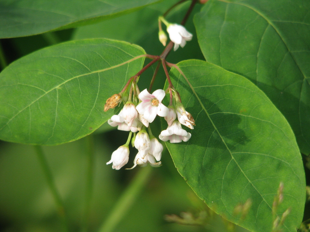 spreading dogbane from Eel River Crossing, NB, Canada on July 22, 2023 ...