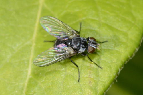 Genus Microsoma · iNaturalist