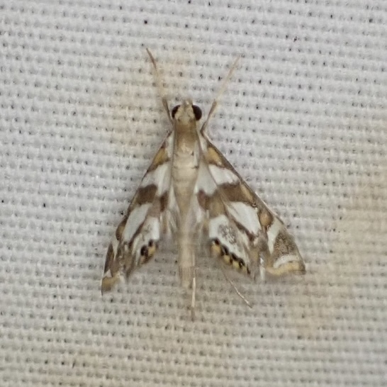 Bold Medicine Moth from Bullock County, AL, USA on July 22, 2023 at 12: ...