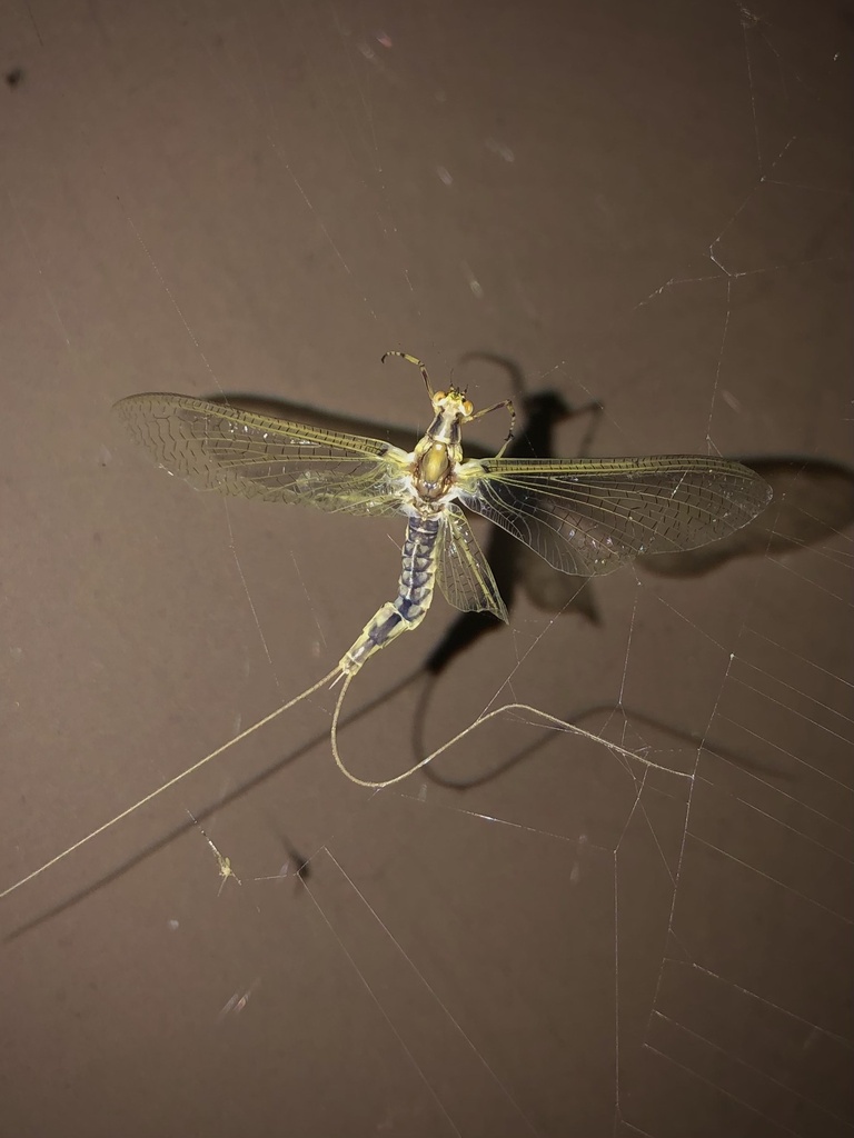 Giant Mayfly from Lakehead University - Thunder Bay Campus, Thunder Bay ...