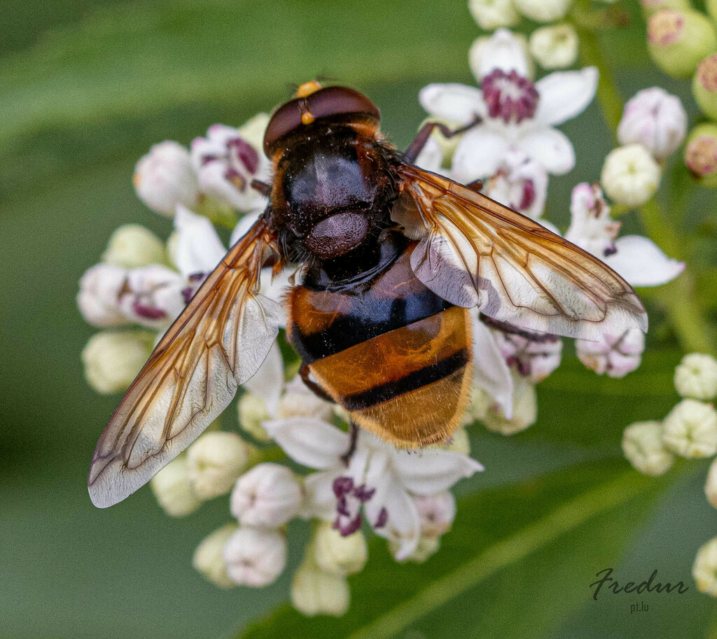 Hornet Mimic Hover Fly from Dudelange, Luxembourg on July 22, 2023 at ...