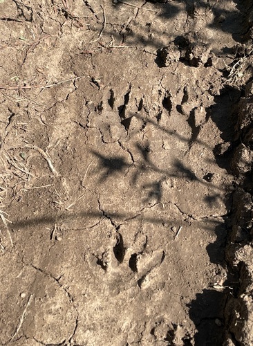Raccoon Tracks – NatureTracking