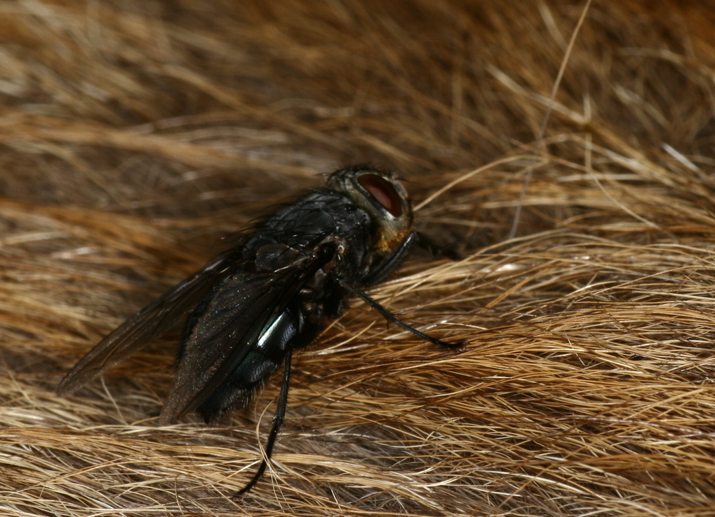Orange-bearded Bluebottle Fly from Klabu, Sor-Trondelag, Norway on ...