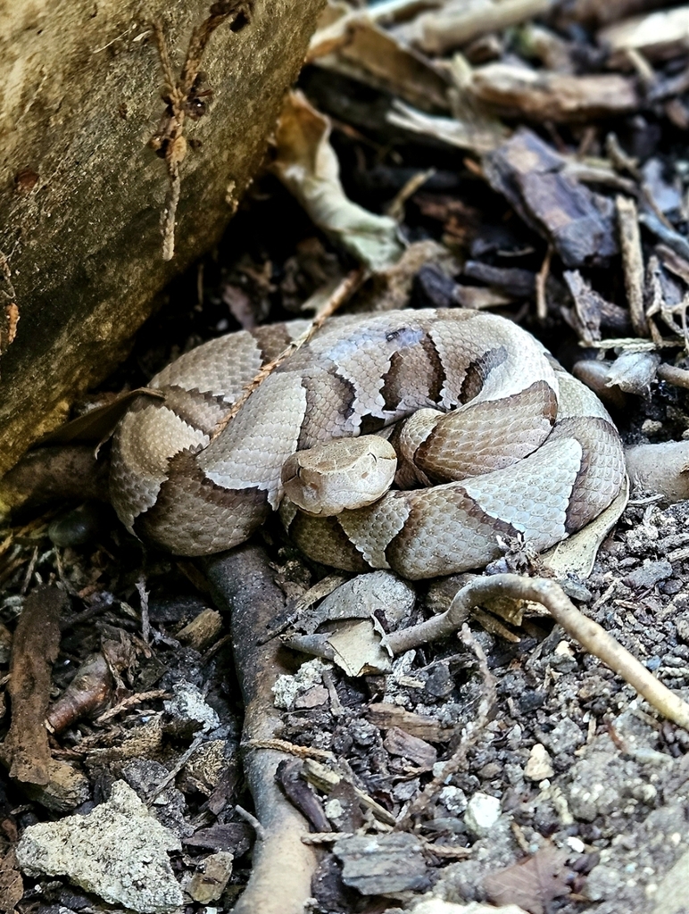 Eastern Copperhead from 3960 Stonewood Circle on July 22, 2023 at 12:59 ...