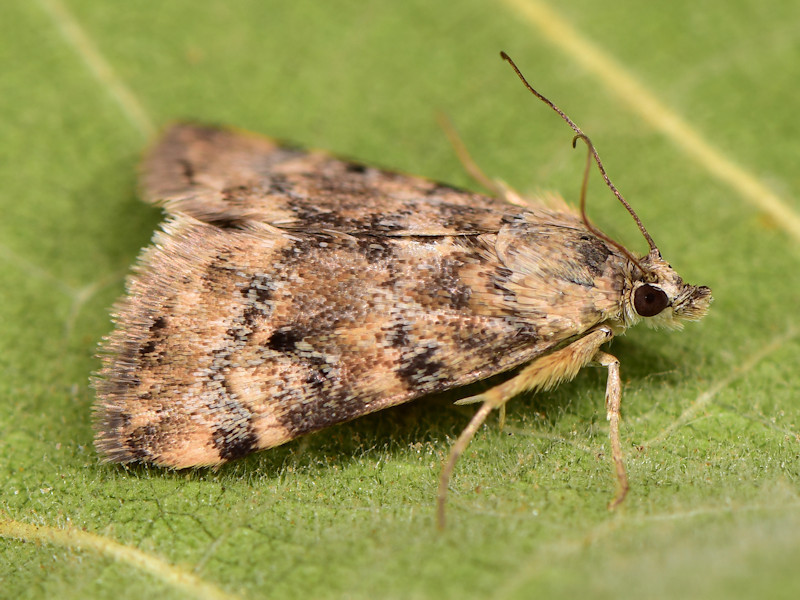 Aporodes floralis (Moths of Antequera (Málaga/ Andalusia/ Spain ...