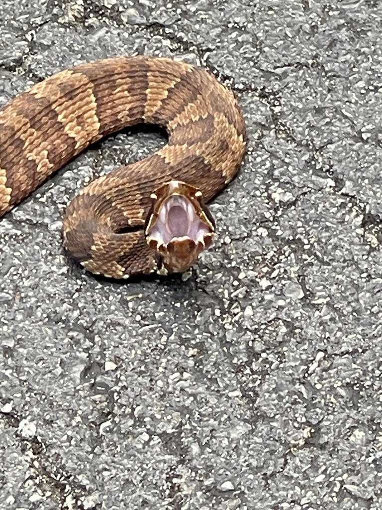 Northern Cottonmouth from Grass Island, Orange Beach, AL, US on July 22 ...