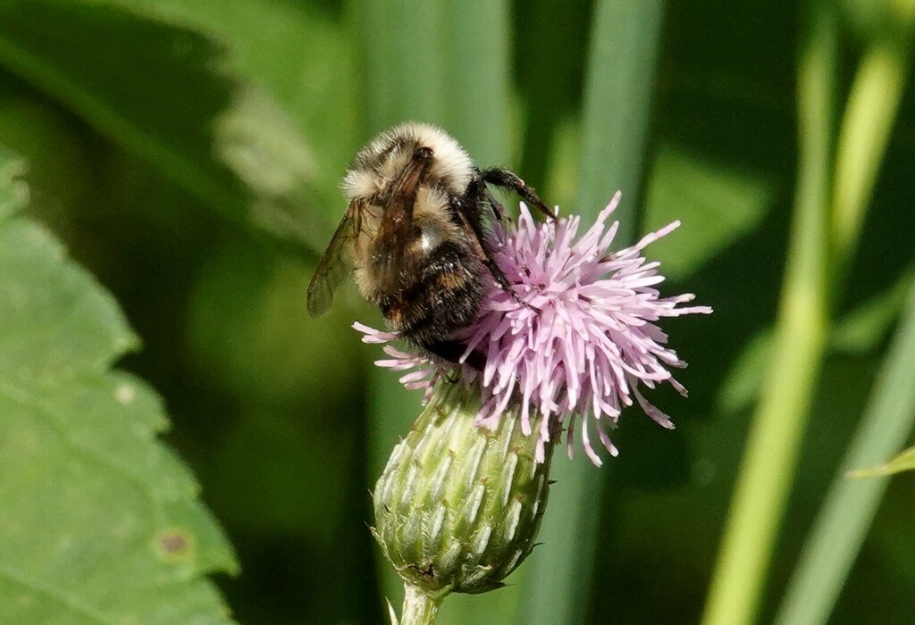 Red-belted Bumble Bee from O'Connor - Parkview, Toronto, ON, Canada on ...