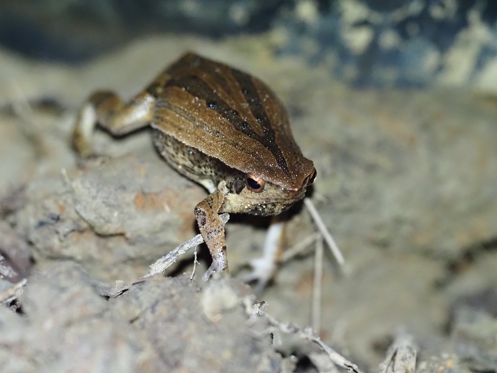 Striped Sticky Frog from Khuan Khanun, Khuan Khanun District ...
