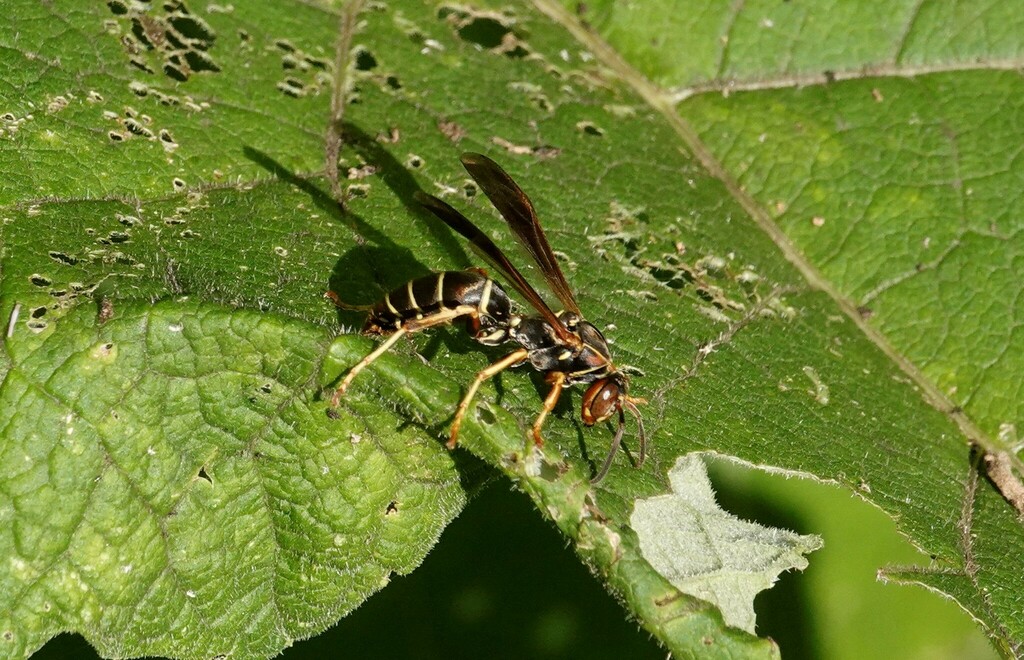 Dark Paper Wasp from Woodbine Heights, Toronto, ON M4C, Canada on July ...