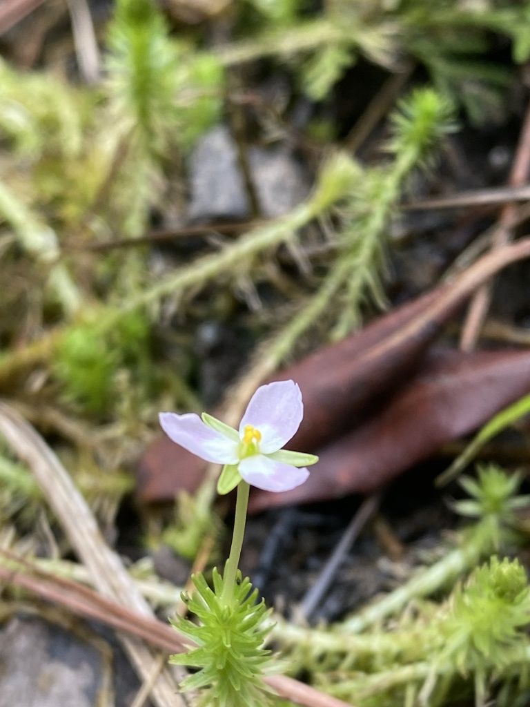 Stream Bogmoss from Big Creek Rd, Atmore, AL, US on July 22, 2023 at 12:36 PM by Emmett Carstens ...
